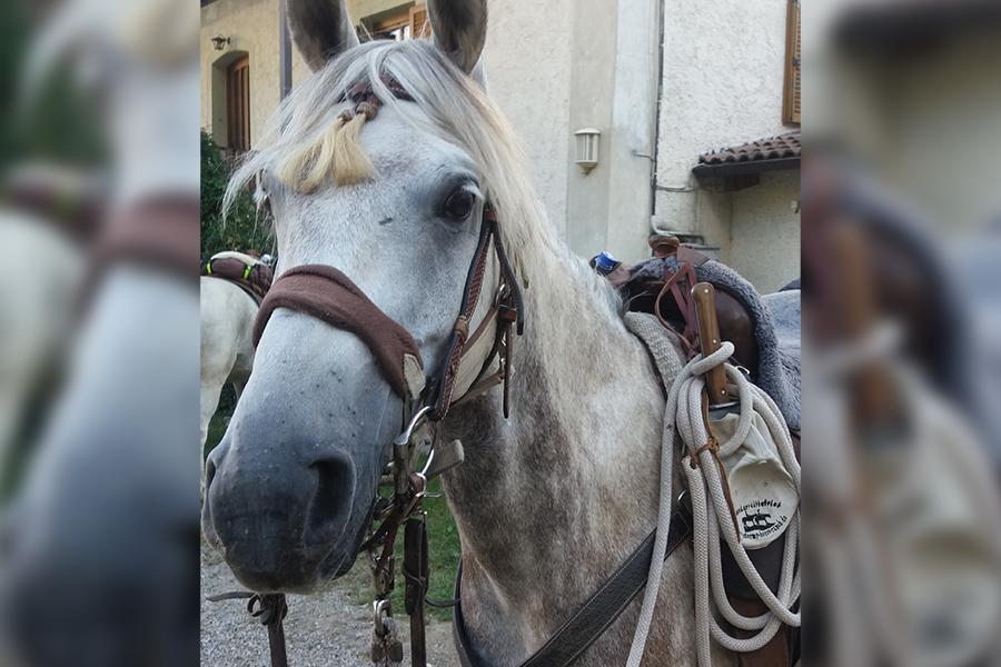 Stormy Horse Ranch | Königsstein - Unsere Westernpferde